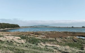 Bull Island Dublin: A Beautiful Nature Reserve you'll love!