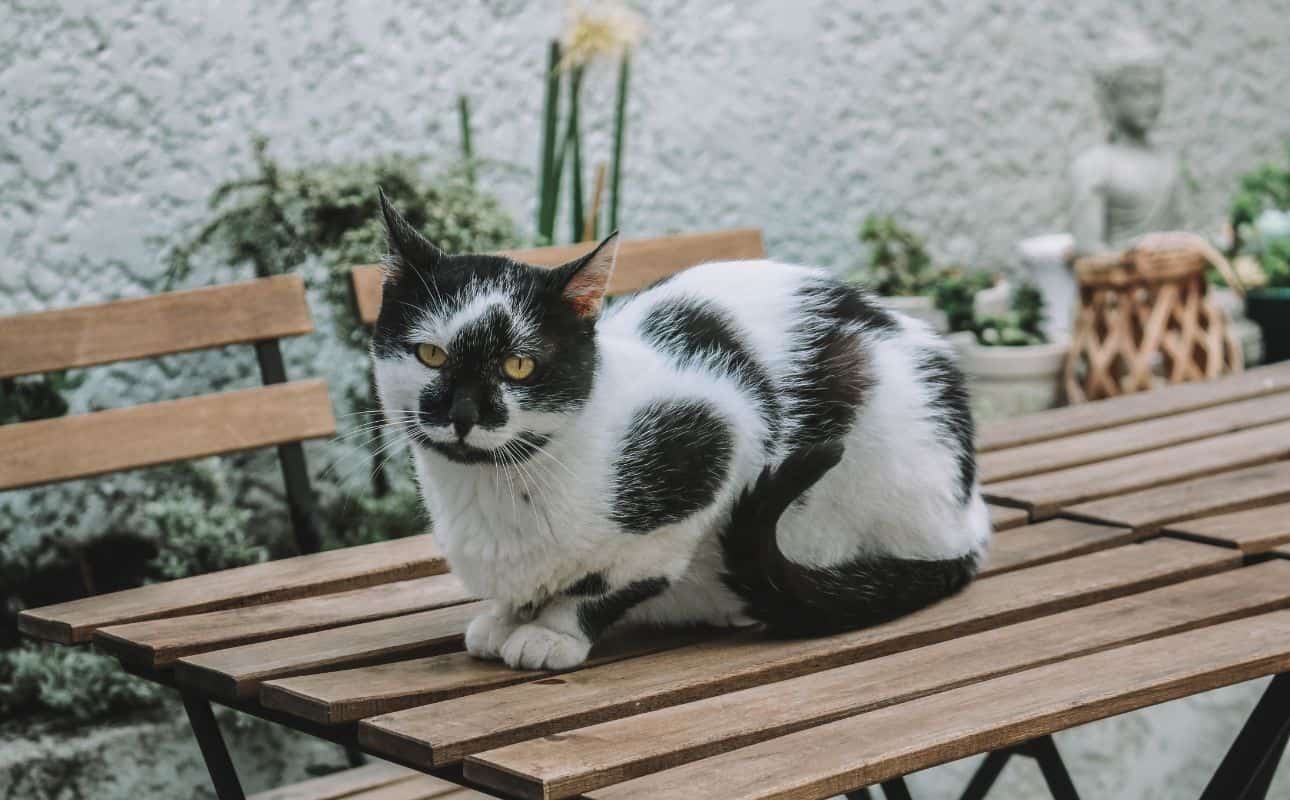 O Porto Dos Gatos Cat Cafe Porto: Everything you need to know for a ...