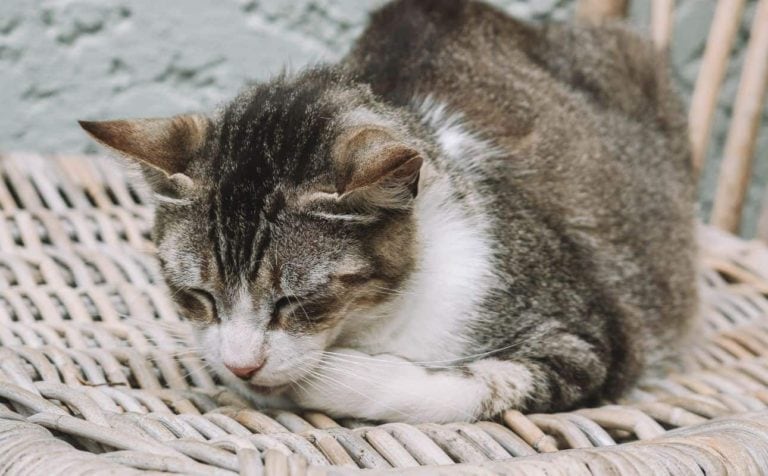 O Porto Dos Gatos Cat Cafe Porto: Everything you need to know for a ...