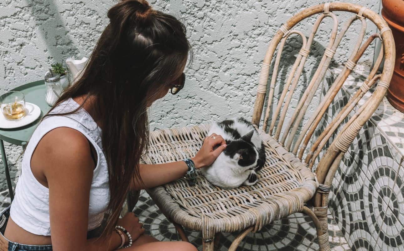 O Porto Dos Gatos Cat Cafe Porto: Everything you need to know for a ...