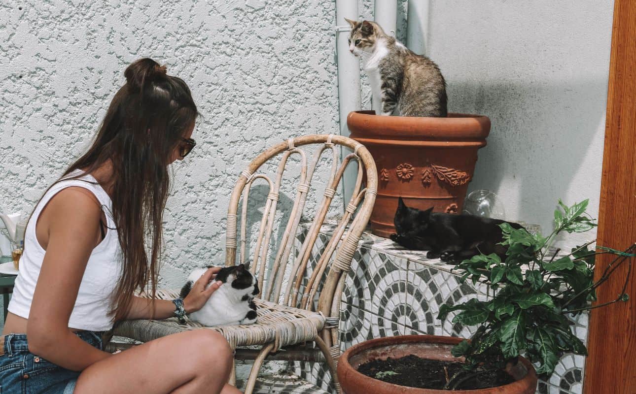 O Porto Dos Gatos Cat Cafe Porto: Everything you need to know for a ...