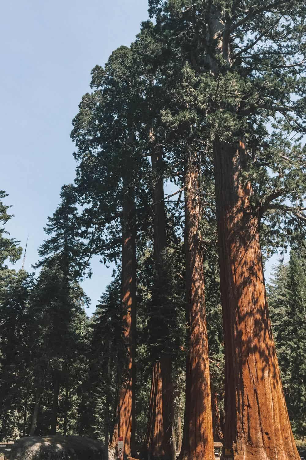 Sequoia National Park In One Day: The Best Itinerary for a Stunning ...