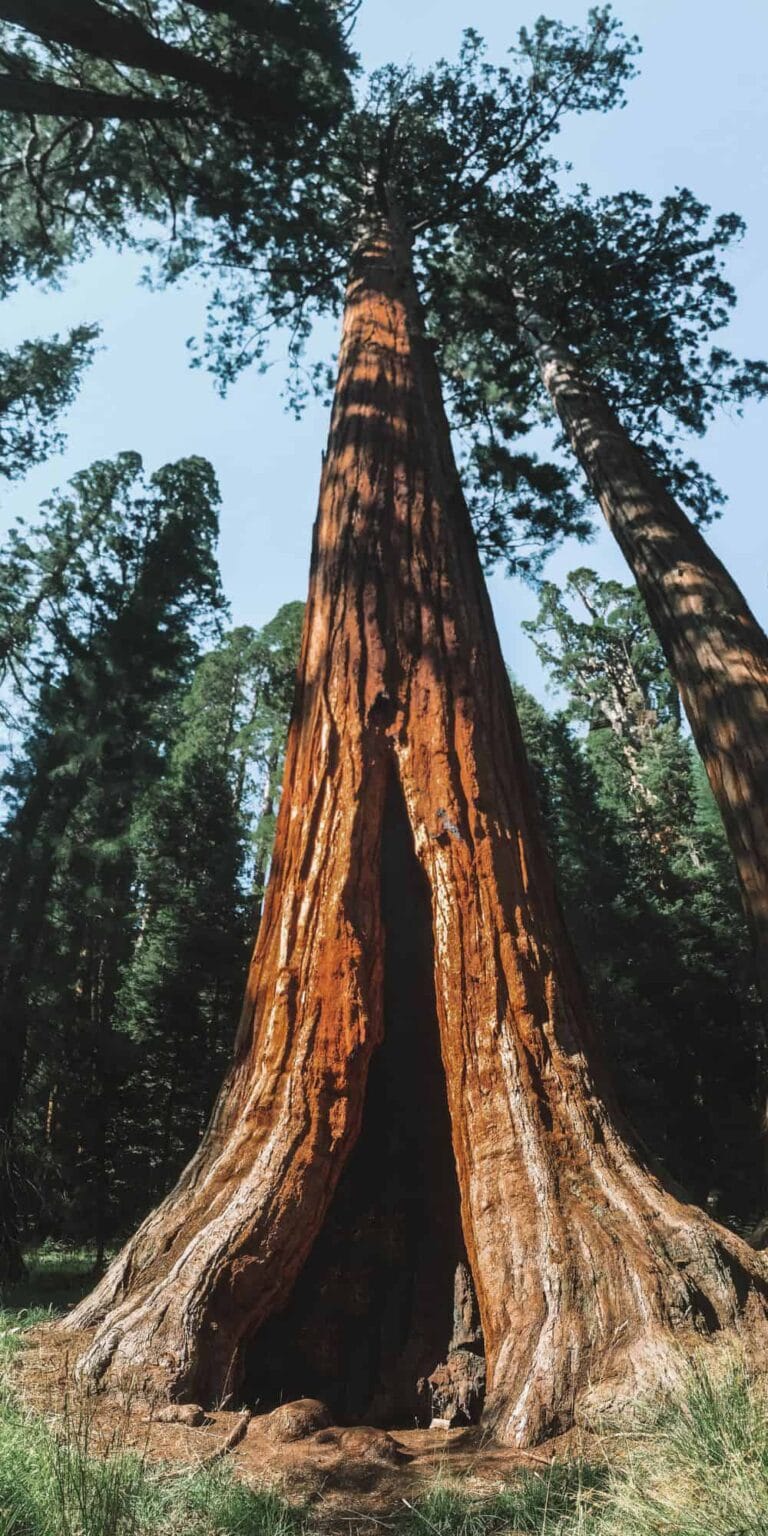 Sequoia National Park In One Day: The Best Itinerary for a Stunning ...