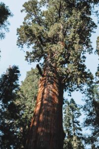 Sequoia National Park In One Day: The Best Itinerary for a Stunning ...