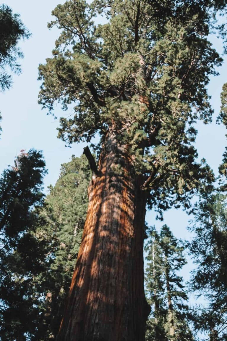 Sequoia National Park In One Day: The Best Itinerary for a Stunning ...