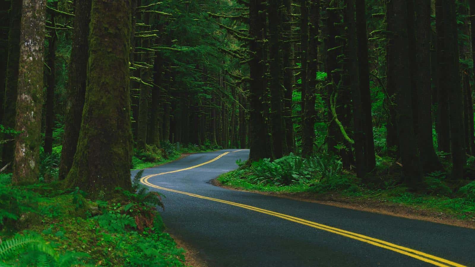 10 U.S. Forests That Are Way Underrated
