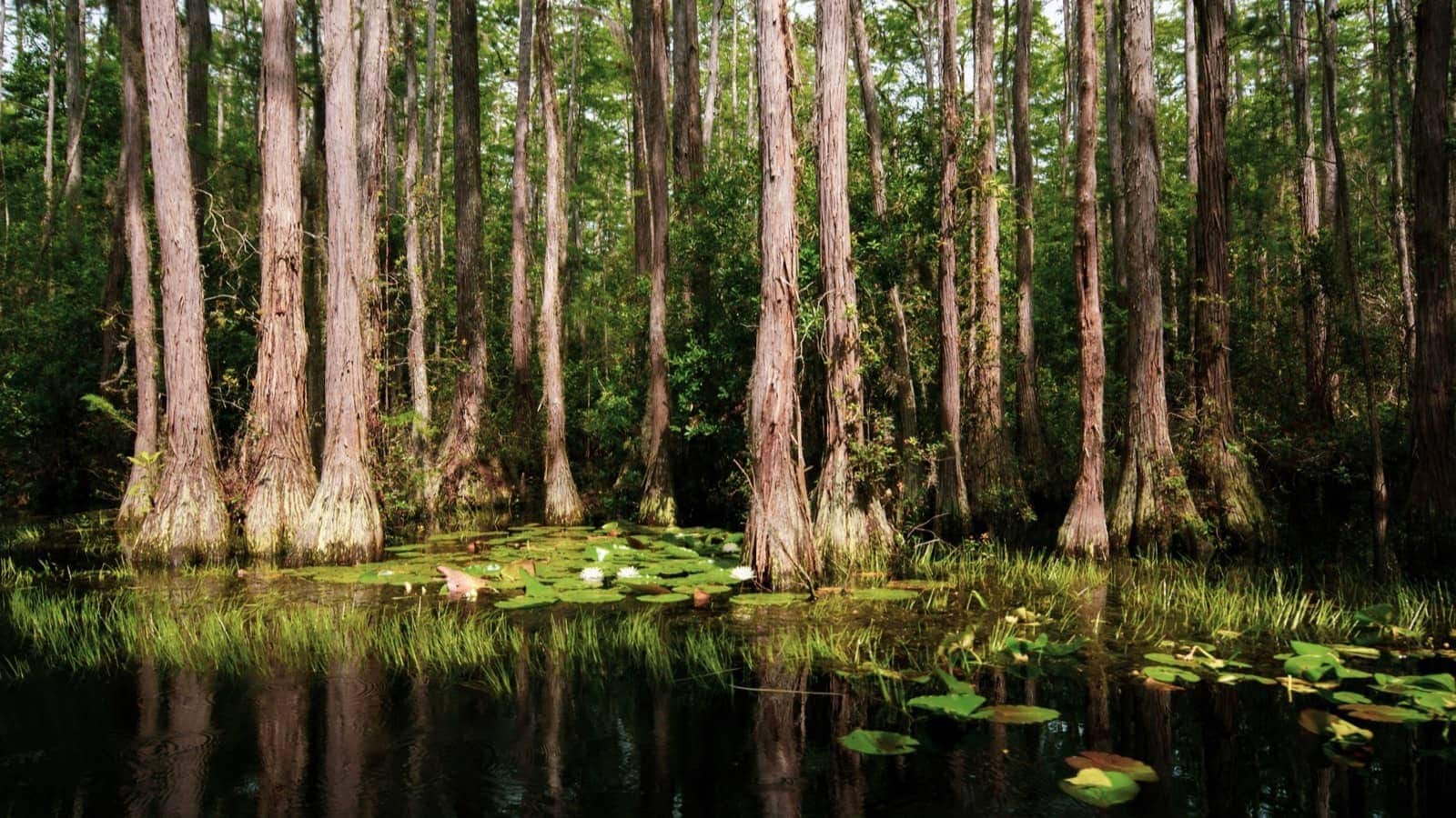 15 Surprising Facts Americans Don't Know About Florida