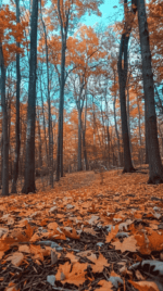 40+ Stunning And Dreamy Fall Phone Wallpapers
