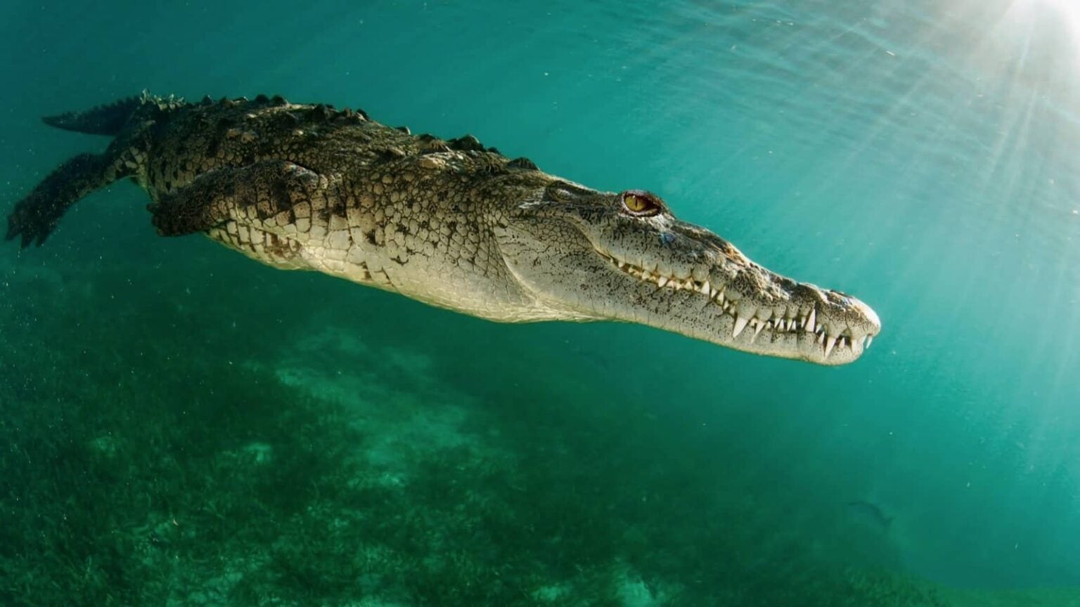 10 Dangerous Australian Animals You Won't Want To Meet