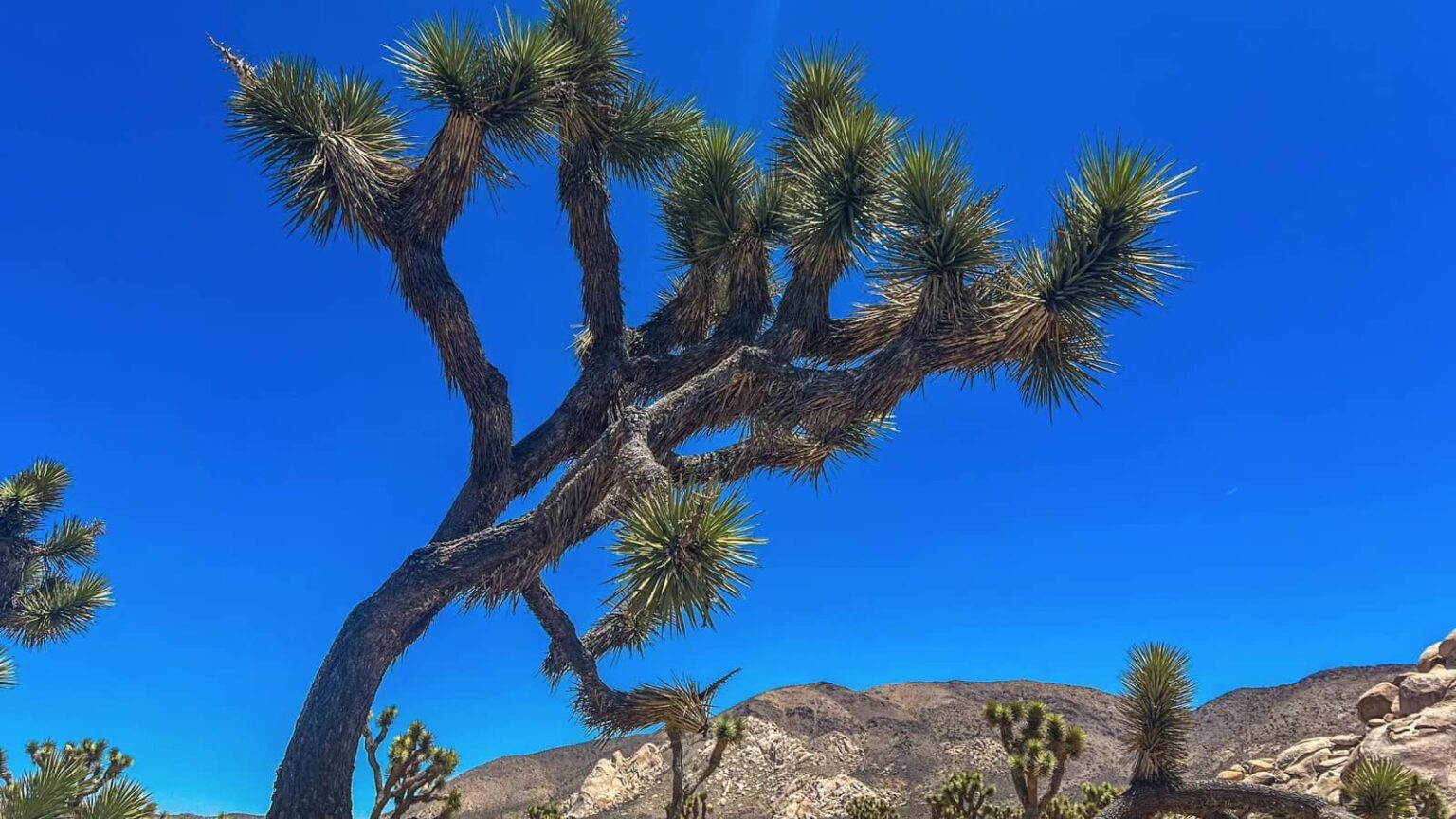 you can see bears in These 20 California Spots