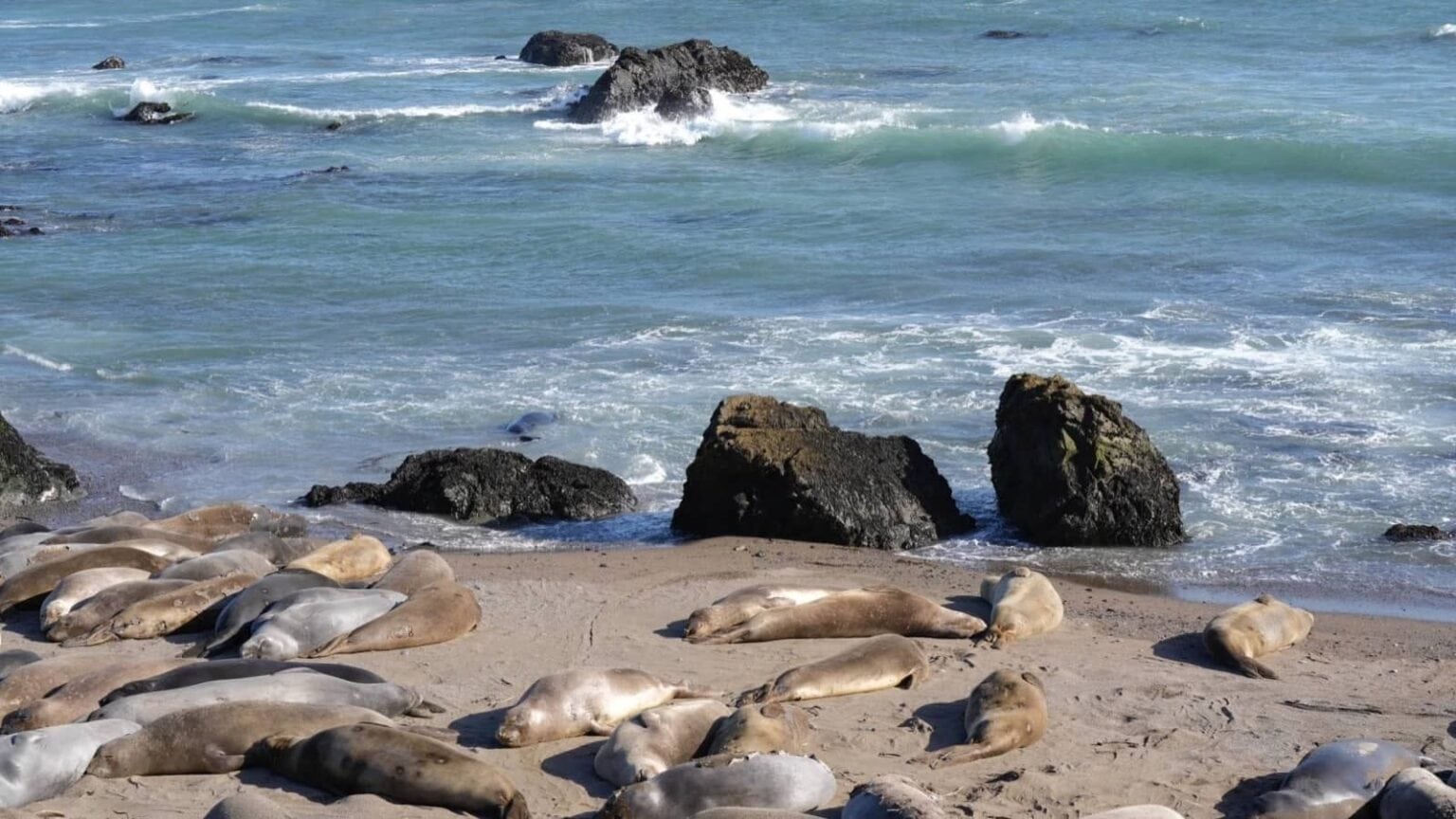 12 US Destinations That Are Perfect For Animal Lovers
